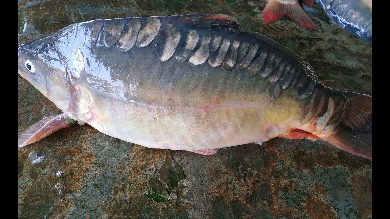 Small tempo market || Tempo fish market || All Fish Bangla TV || - YouTube