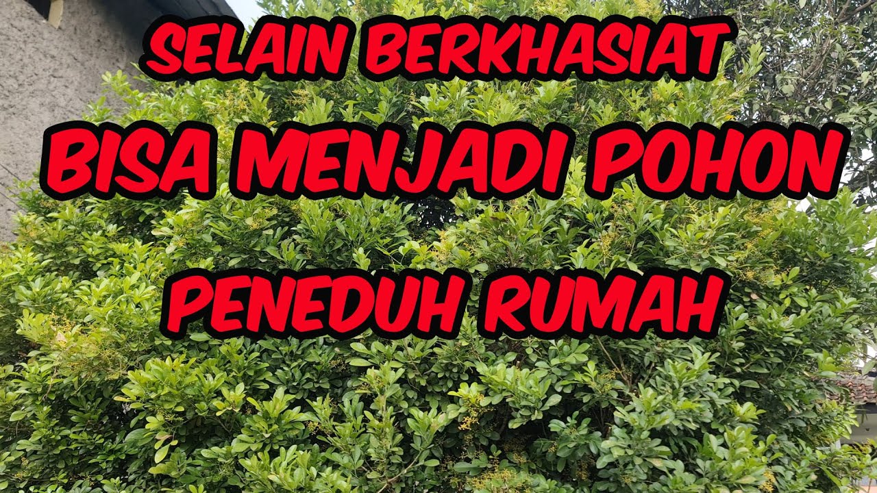 TANAMAN PACAR CINA - YouTube