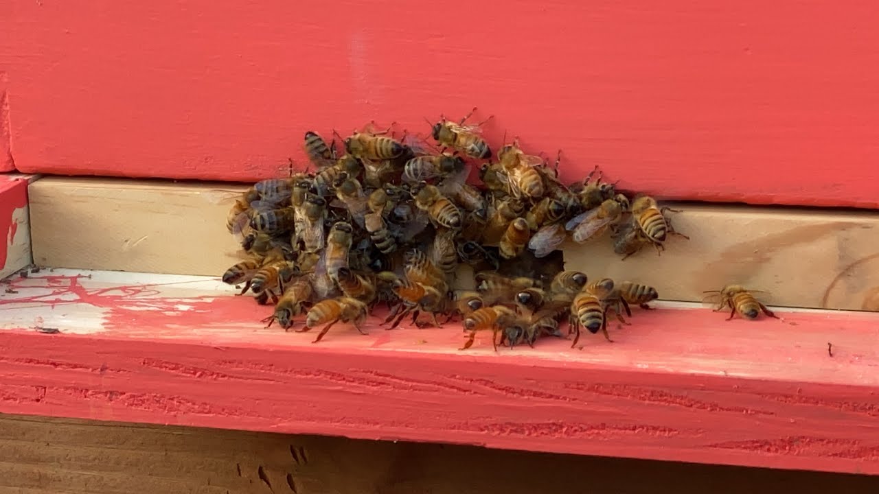 Our Queen Victoria is home! / Beekeeping in Alaska - YouTube