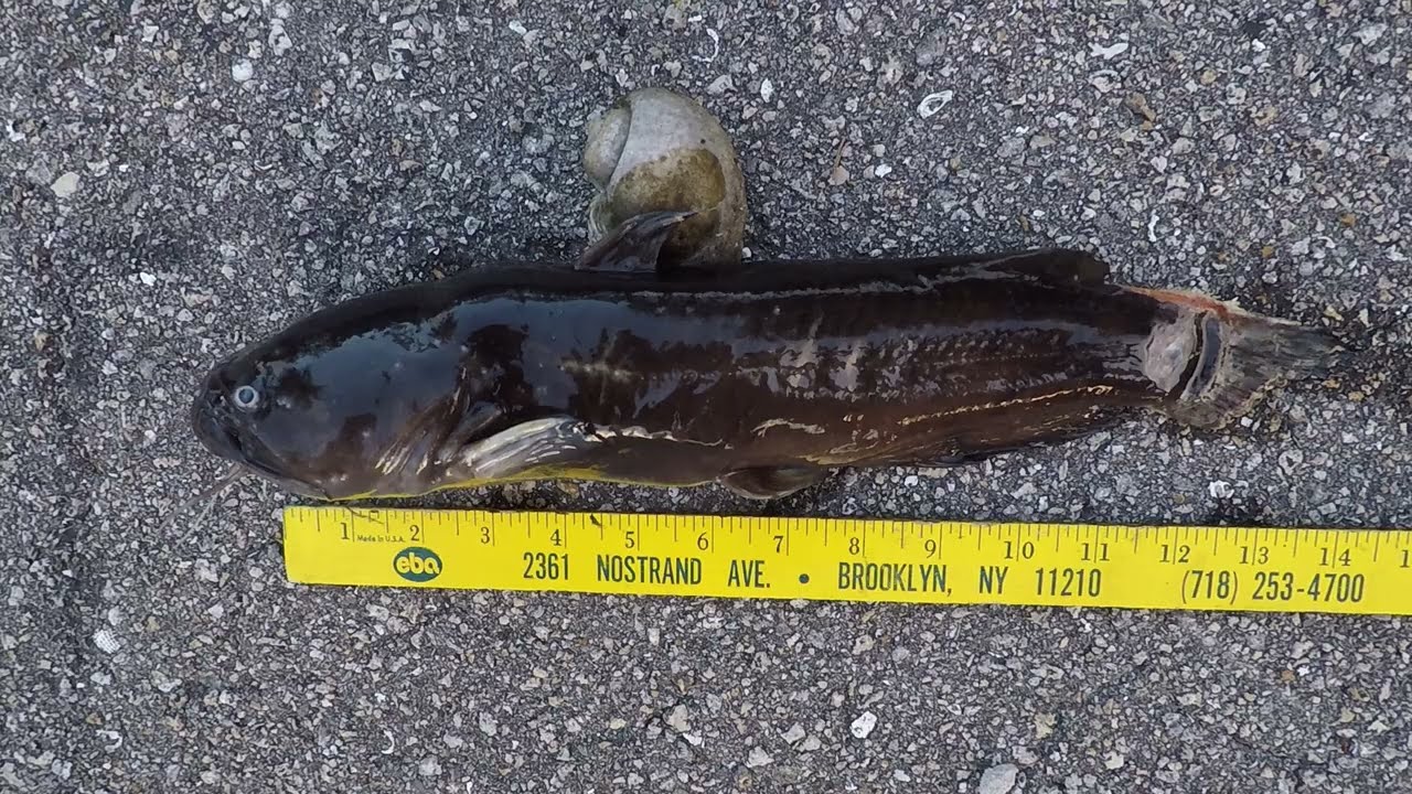 One a fluke, 2 a pattern, 7 a law: lost 7 bullheads 3-5yo, same bug ...