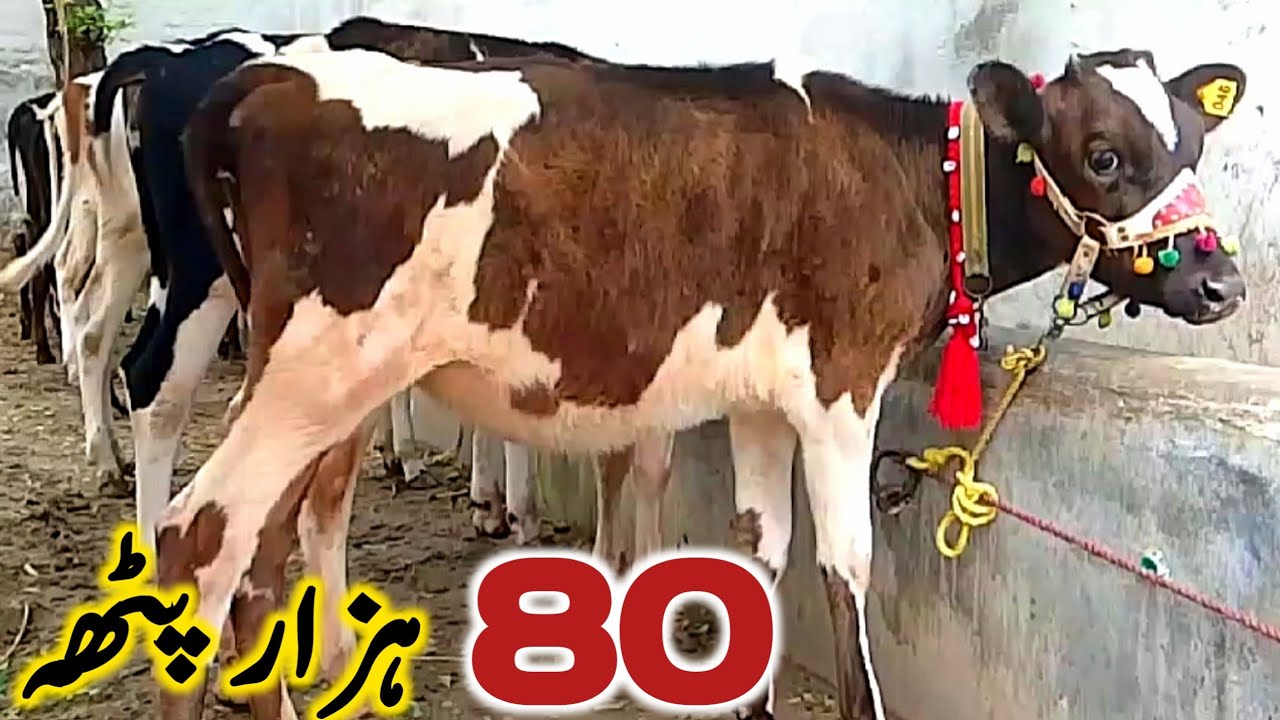 Australian Friesian Red Friesian Jersey Hiefers Near Gondal Mandi ...