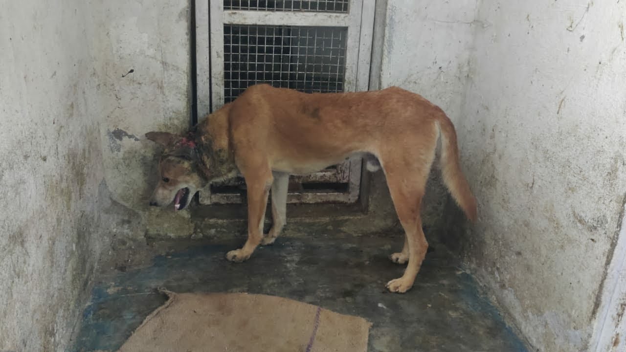 RESCUED THE BABY WITH SEVERE INJURY IN HEAD, EARS &MAGGOTS EATING HIM ...