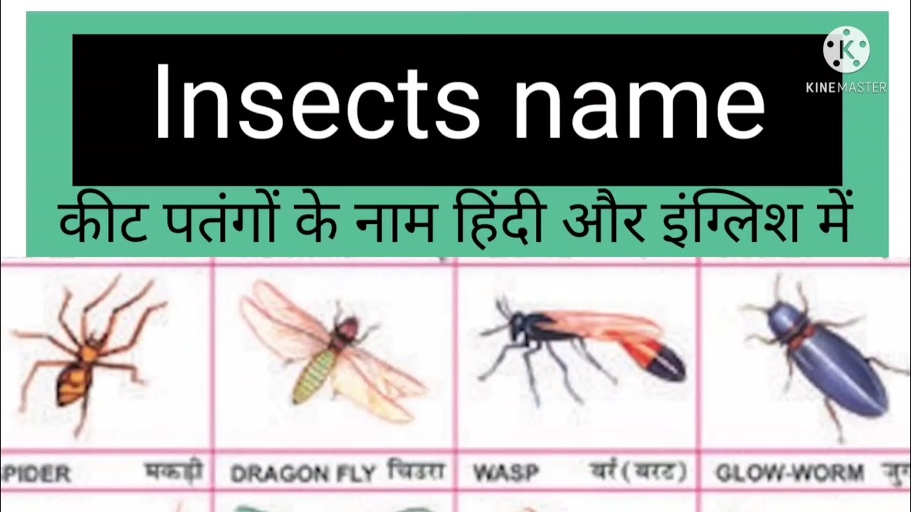 Insects name kit Patango ke naam कीट पतंगों के नाम - YouTube