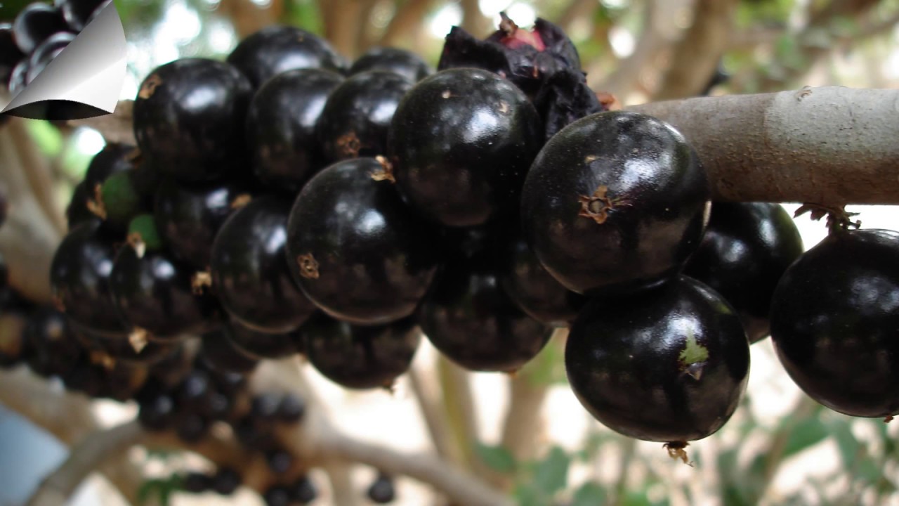 JABUTICABA, JABOTICABA (PLINIA CAULIFLORA), MYRCIARIA CAULIFLORA ...