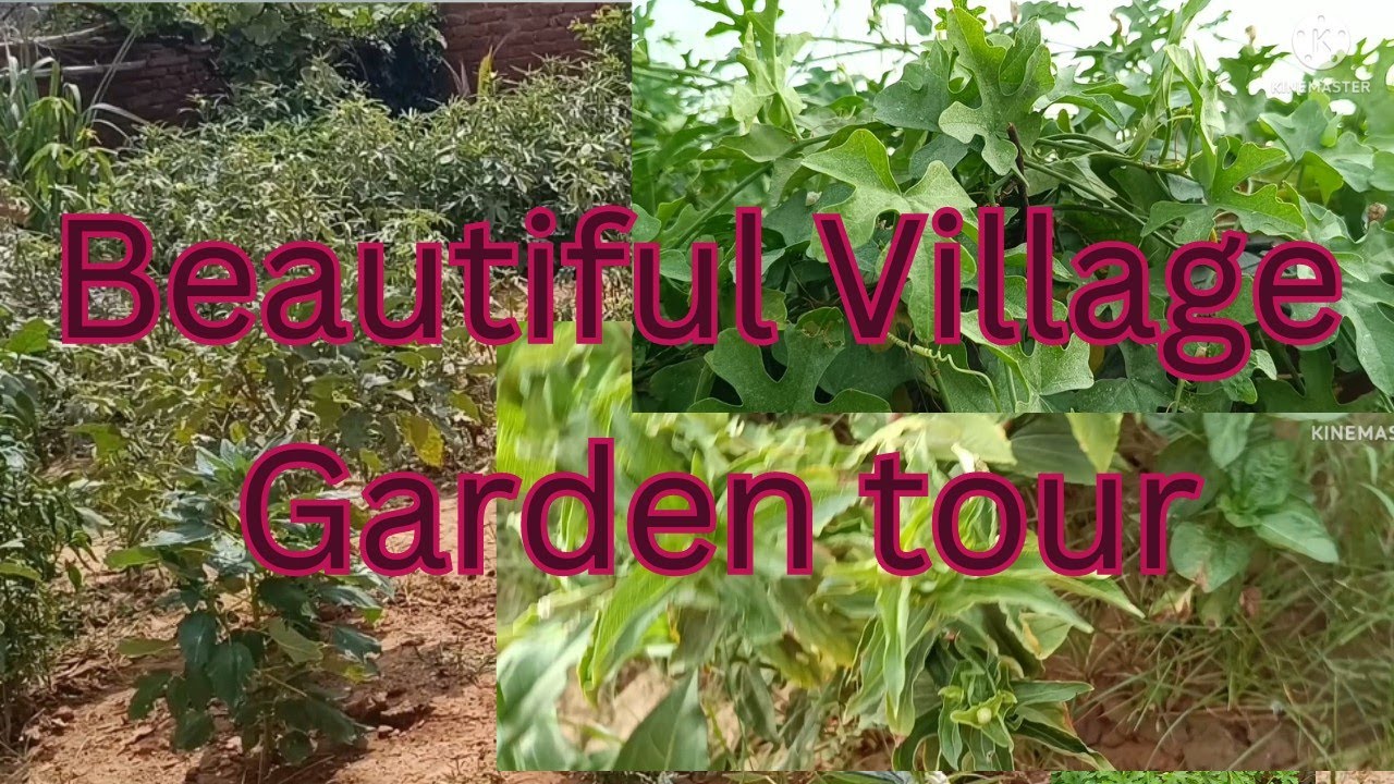 My village garden tour || complete garden tour || vegetable garden ...