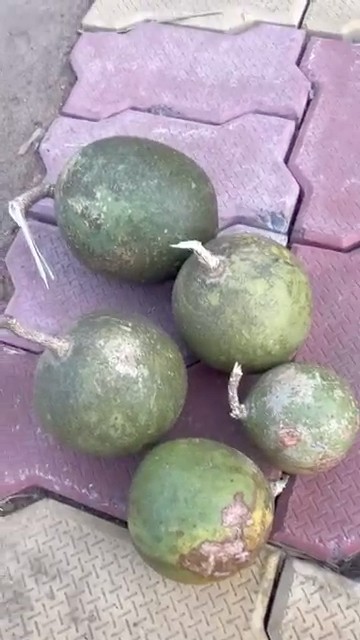 MM_195: Stone Apple | Old Clip | Organic | Mecicinal - YouTube