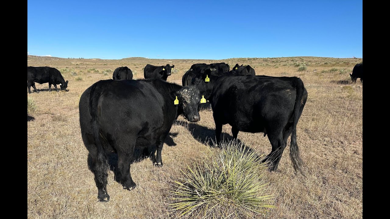 Flying S Ranch Registered Angus Cows for Sale 2025 - YouTube