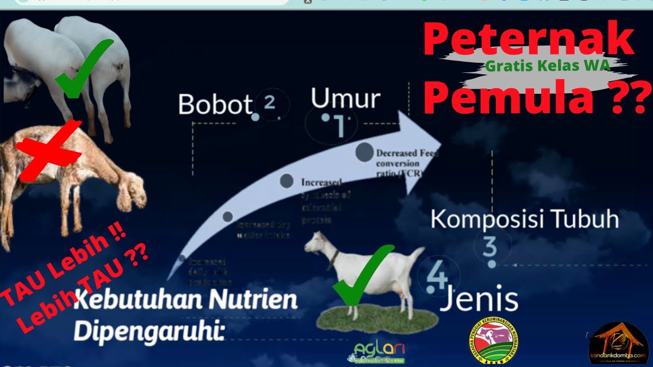 Domba Kambing Anti Kurus, Full Gemuk. Kebutuhan Nutrisi - KANDANK DOMBA ...