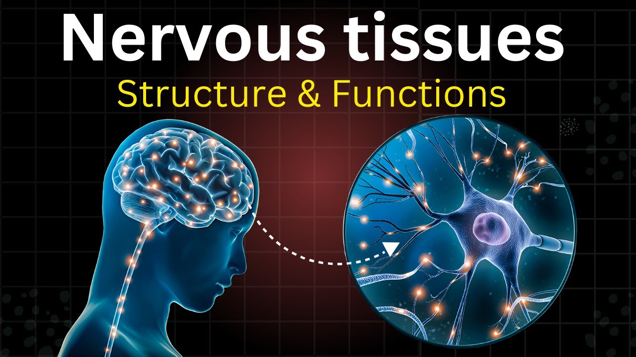 Nervous Tissues anatomy and physiology Explained! | Bio Scholar - YouTube