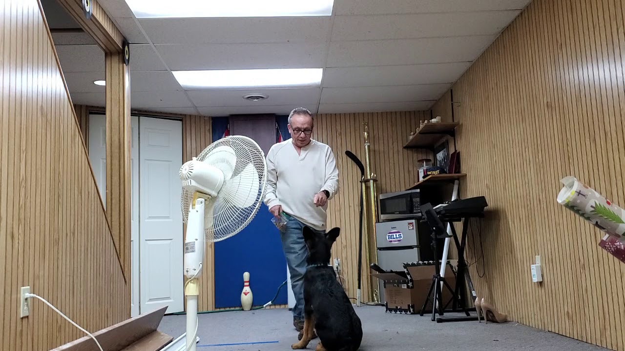 Apollo's Training Session - YouTube