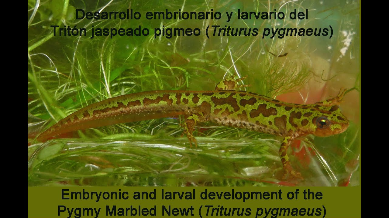 Triturus pygmaeus development - YouTube
