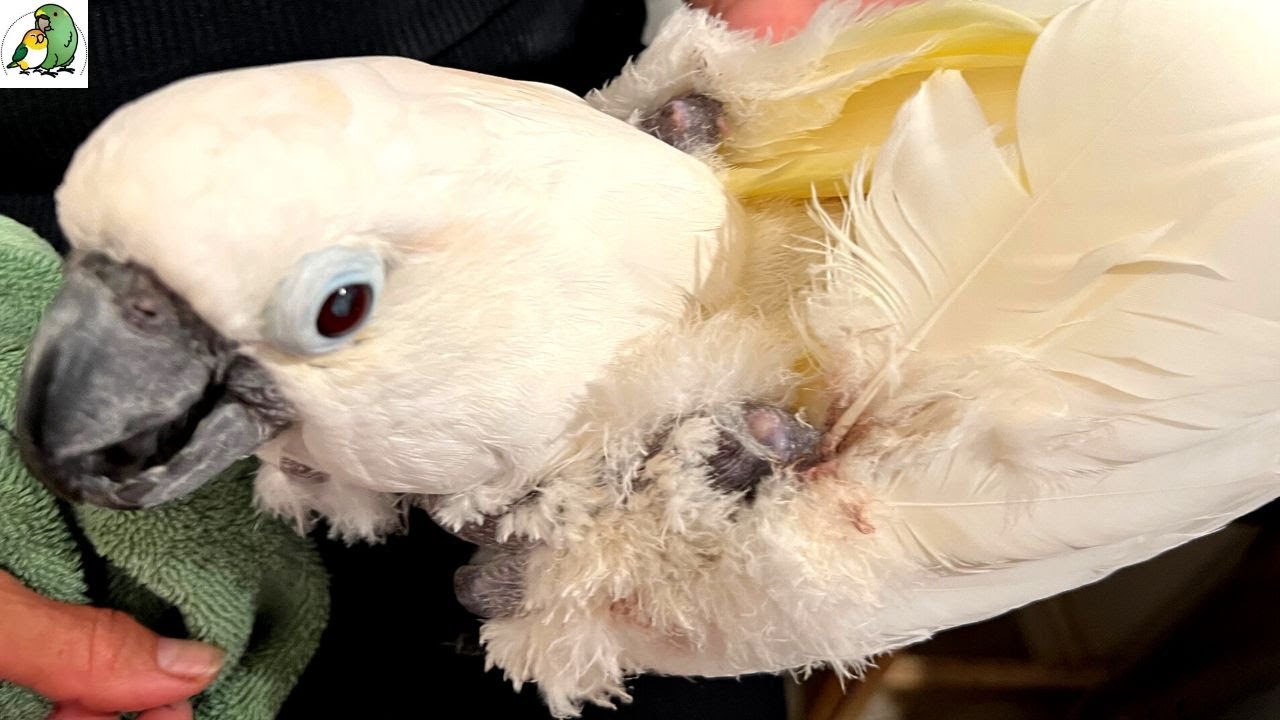 Victoria Cockatoo Mutilated Herself and Has Dried Blood In Her Nostrils ...