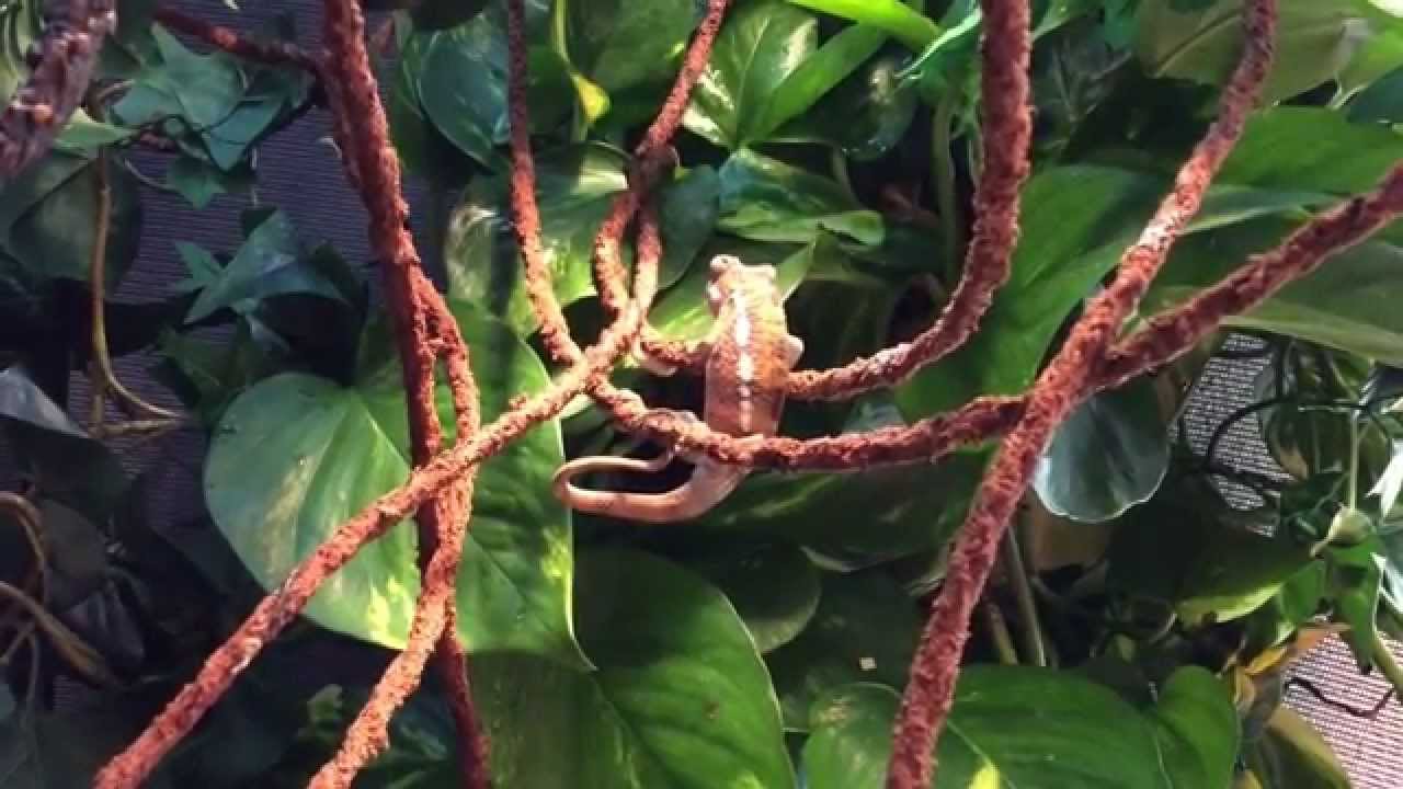 Baby Panther chameleon sees a worm for the first time - YouTube