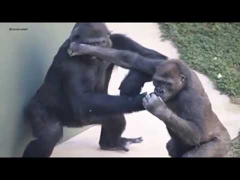 monke regret it - YouTube