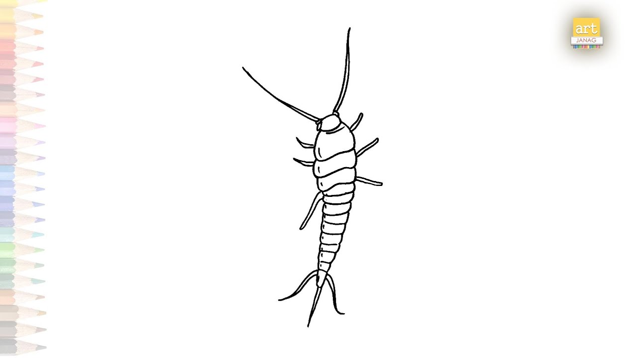 Silverfish drawing easy | Insect drawing tutorial | How to draw A ...
