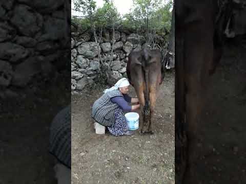 KÖYDE BİR GÜN GRCİRMEK #1
