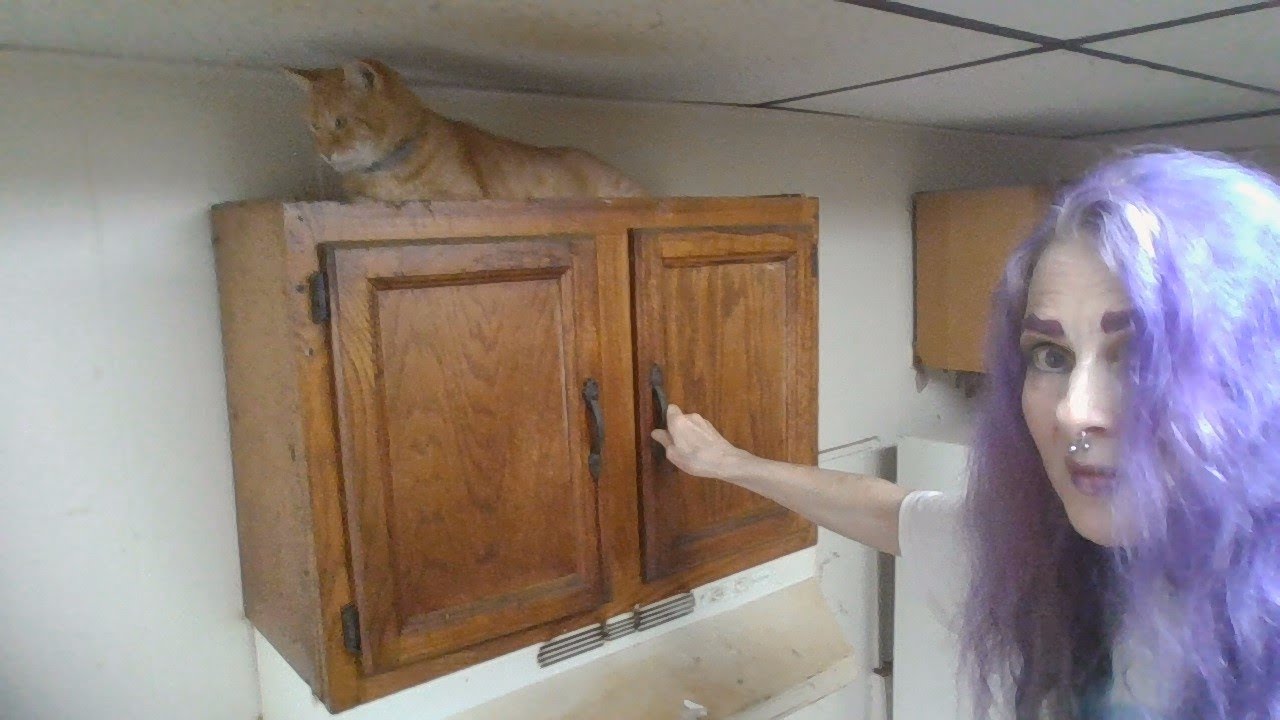 How Did Garfield Get Way Up Here? - YouTube