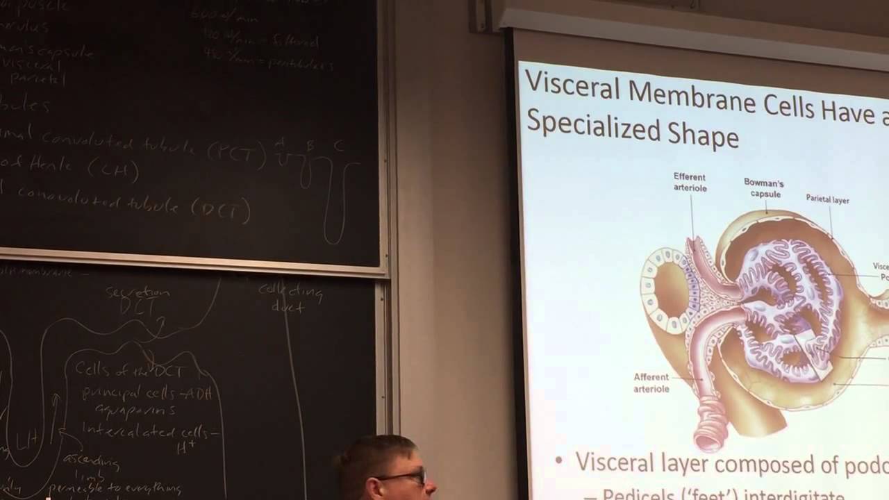 Kidney Lecture 2 - YouTube