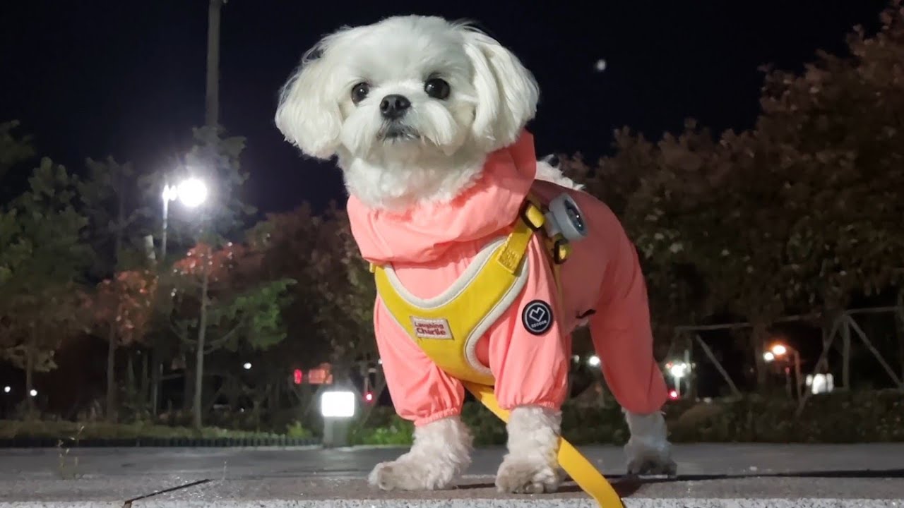 밤산책한 제니 #강아지 #말티즈 | A Dog Jenny Walking at Night - YouTube
