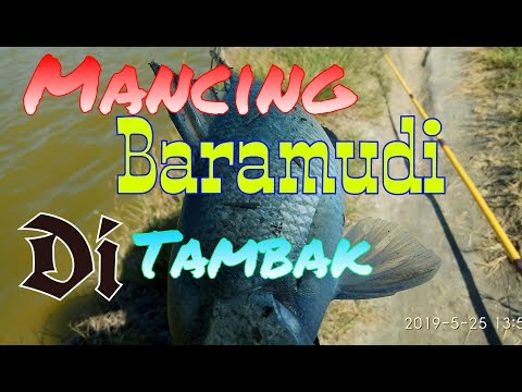 Mancing di tambak