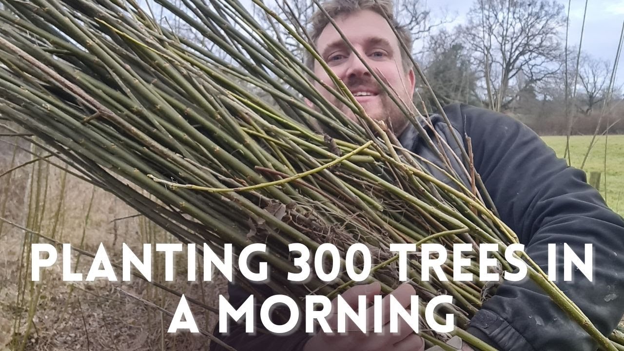 Planting for Short Rotation Willow Coppice - 300 trees planted - YouTube