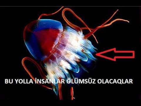 Əsla ölməzlər,  ƏZRAYILA BELƏ MEYDAN OXUYURLAR - Onların Hüceyrələri ilə İNSANLAR ÖLÜMSÜZ OLACAQLAR