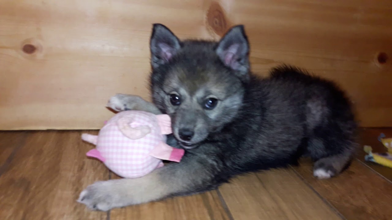 Female Wolf Sable Pomsky for Sale 4.2.18 - YouTube