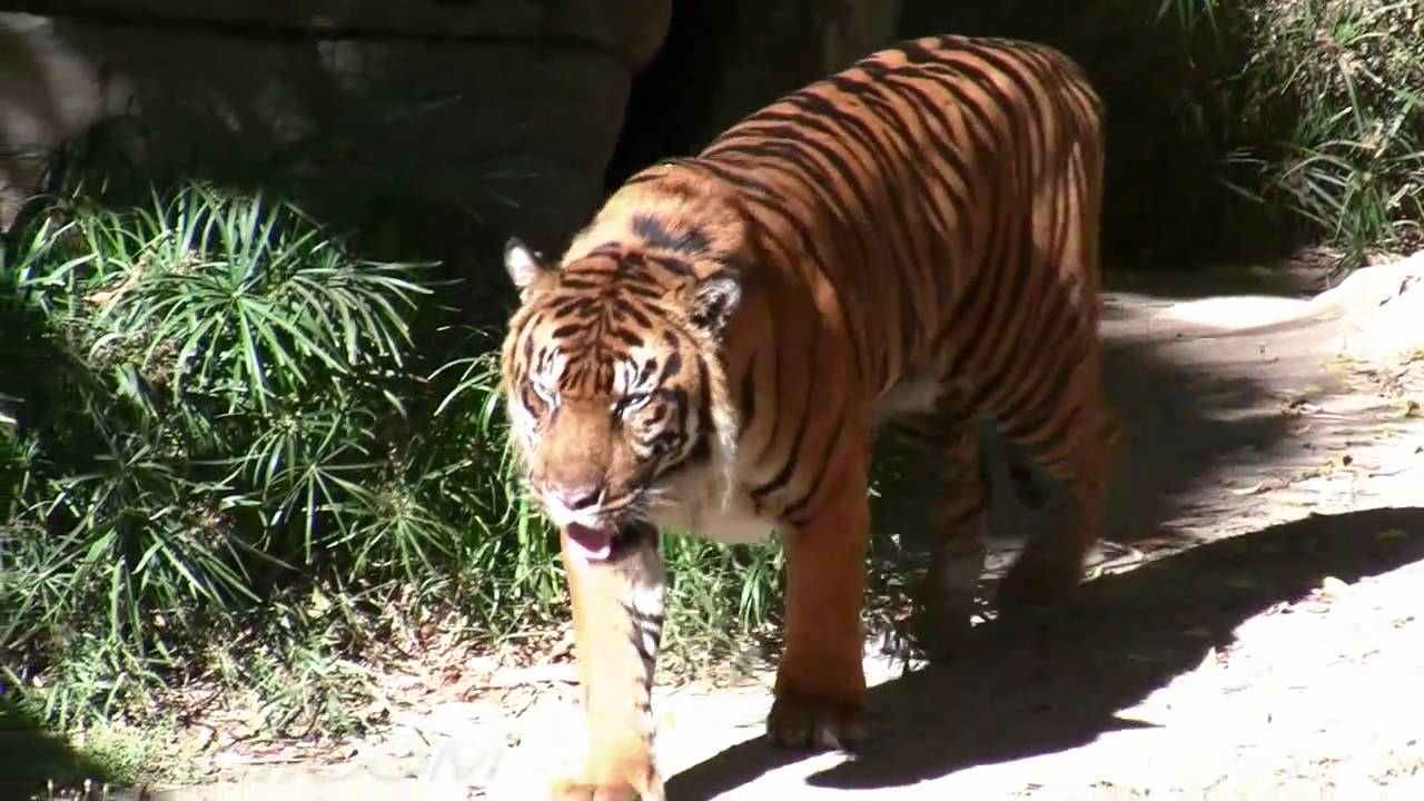 The Restless Tiger, Raw Footage, Pak1 (6 1080p clips) V08366 - YouTube
