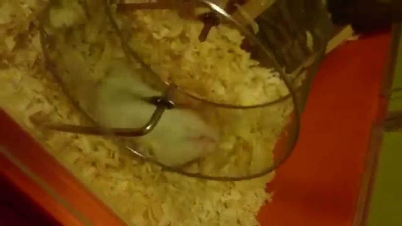 Hamster Uses The Spinning Wheel Upside Down - YouTube
