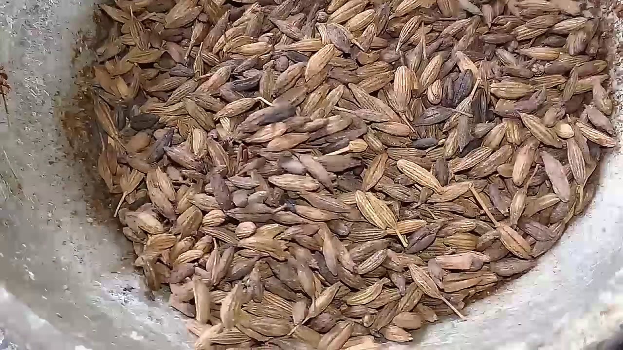 Homemade Roasted Geera|Cumin--Trini kitchen - YouTube