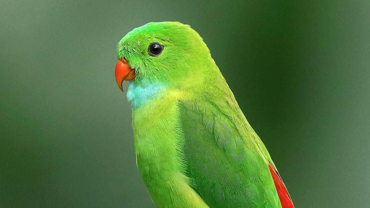 Nature and animals Kudrat and prani Pakshi birds and animals is ...