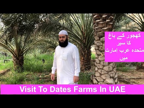 Dates Farms Of United Arab Emirates Wadi Sider || Dates palm || Khajor ...