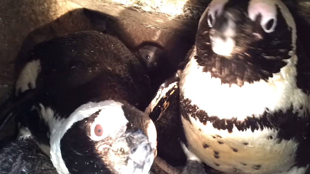 Pinguino bebe - YouTube