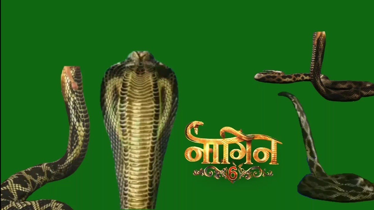 Naagin 6 Green Screen Snake Naagin 6 Seahnaag Yash Snake Animations ...