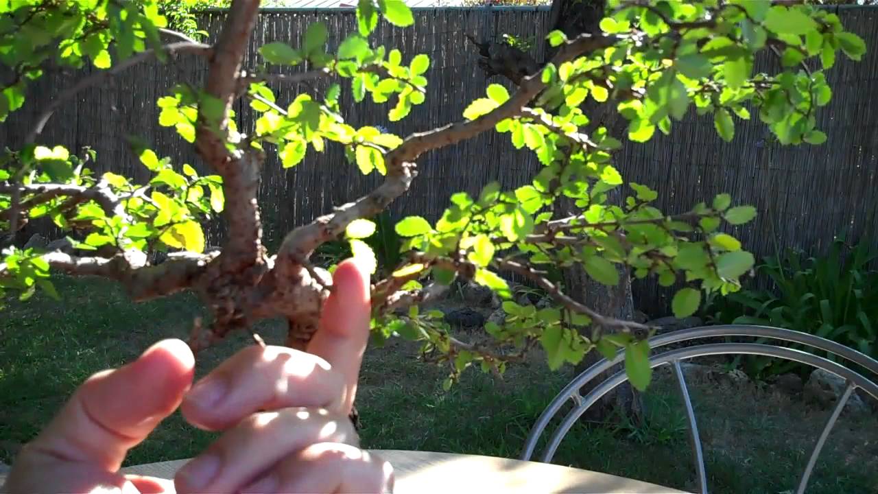 Chinese Elm Bonsai Part V Final Touch Up Pruning after the repot - YouTube