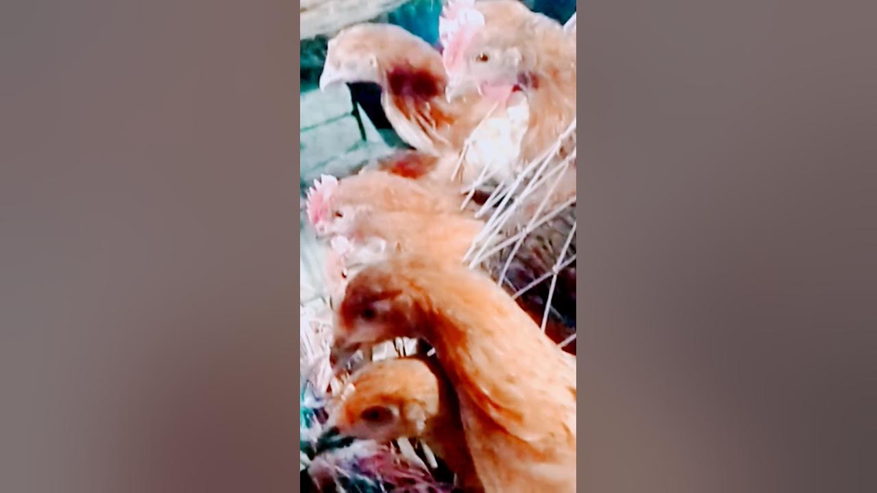 #মুরগী #বাজারদর #গাজীপুর #gazipur #re_file #shorts #foryou #viralvideo ... #মুরগী #বাজারদর #গাজীপুর #gazipur #re_file #shorts #foryou #viralvideo ...