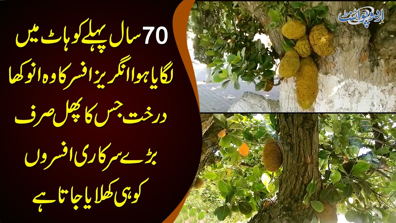 The Only Kathal Tree In Pakistan | Jackfruit Tree In Kohat | Watch How ...