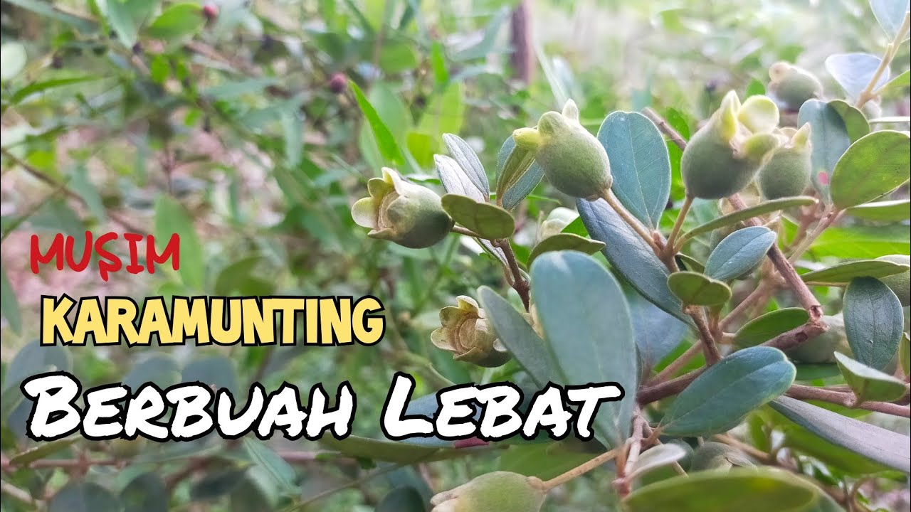 KARAMUNTING - NOSTALGIA TANAMAN MASA KECIL - YouTube