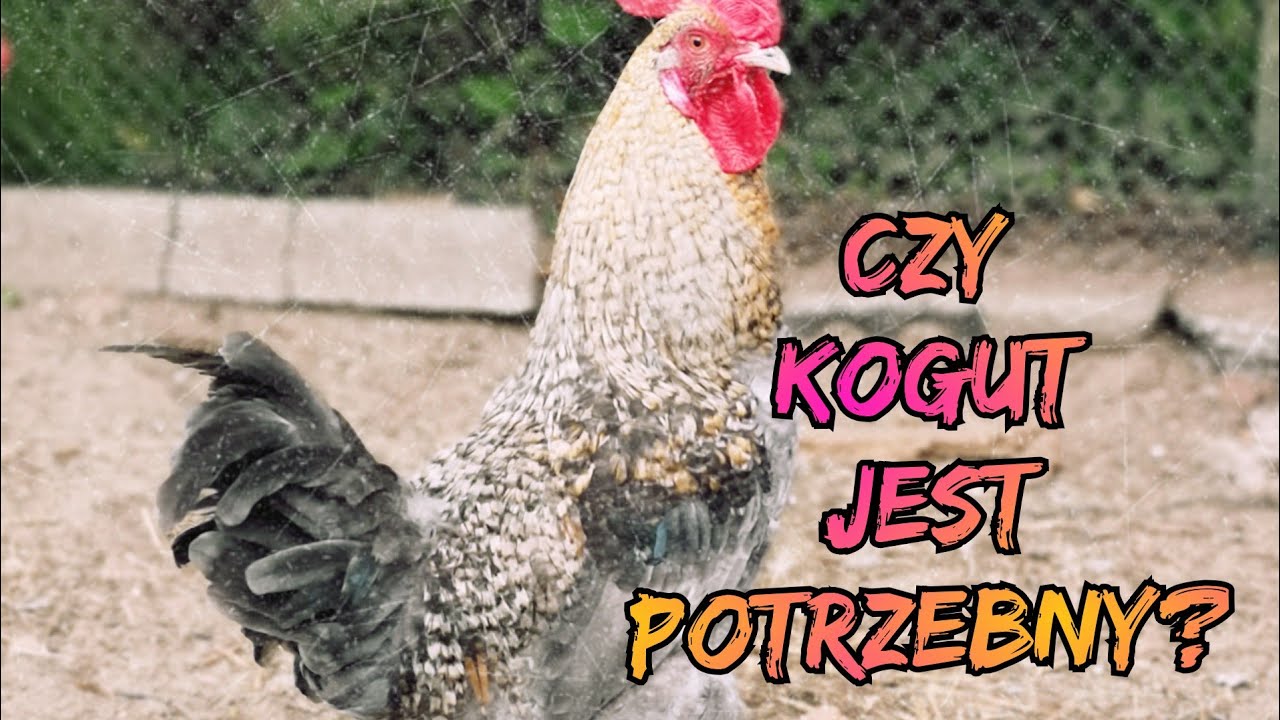 Hodowla Kur - Kogut czy jest potrzebny? 🐓 - YouTube