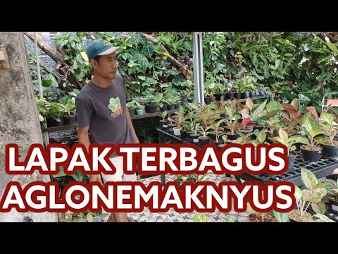 Lapak Terbagus Aglonemaknyus - YouTube