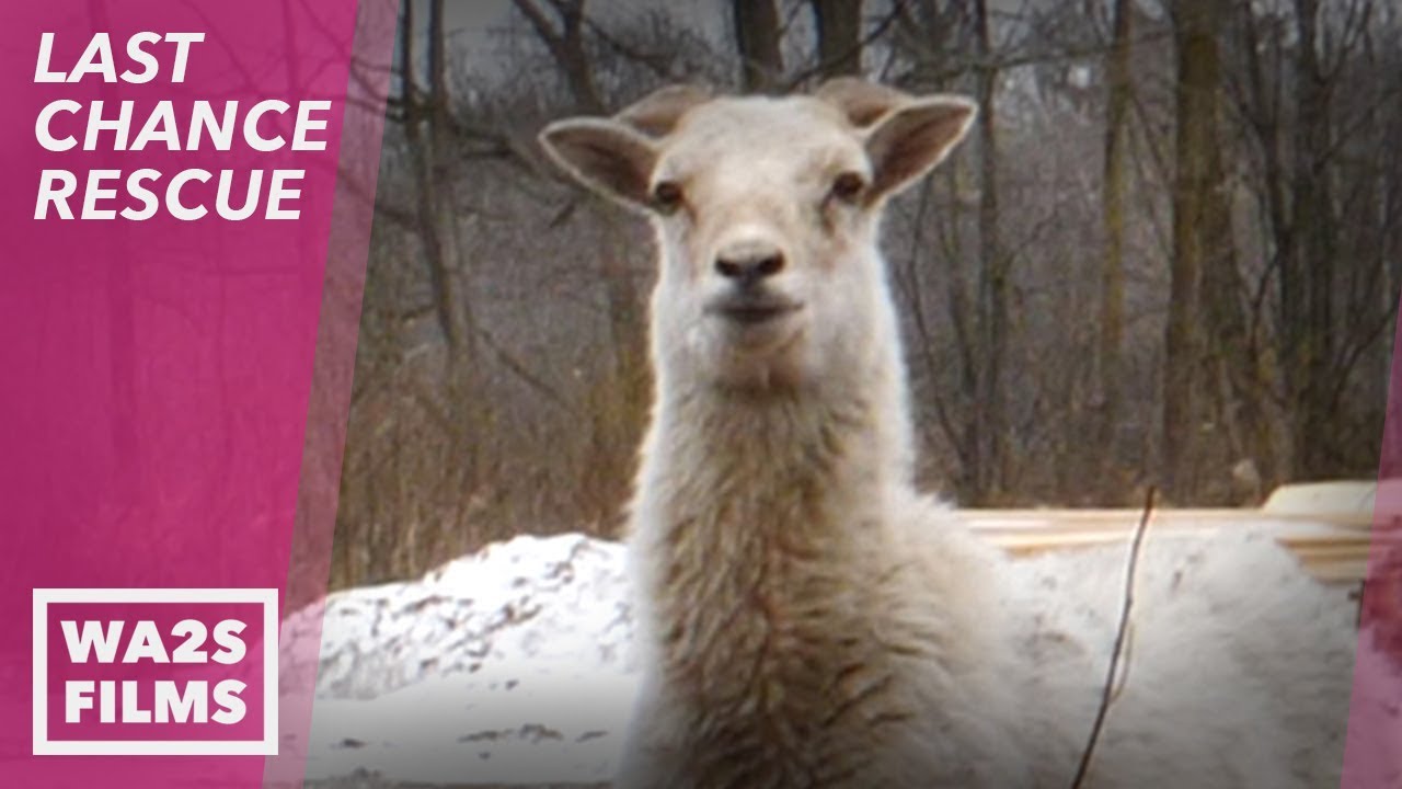 Our Amazingly Great Feral Sheep Rescue!! OMG! LAST CHANCE RESCUE: Hope ...