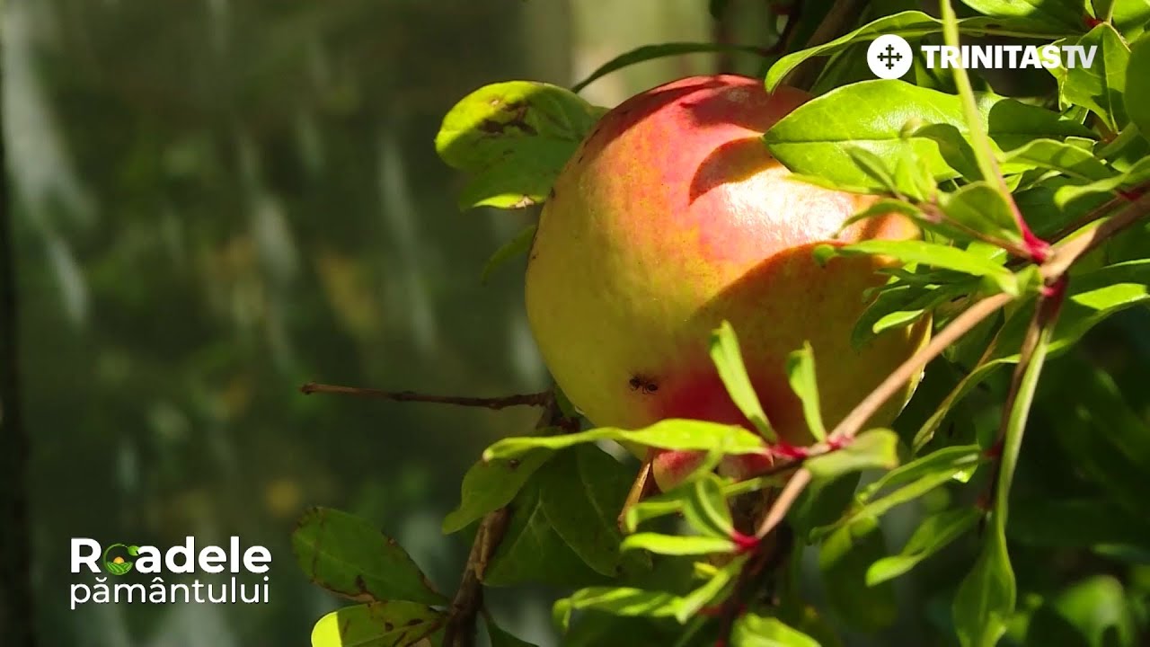 Rodiul - Cum trebuie îngrijit și în ce loc trebuie plantat în curte # ...