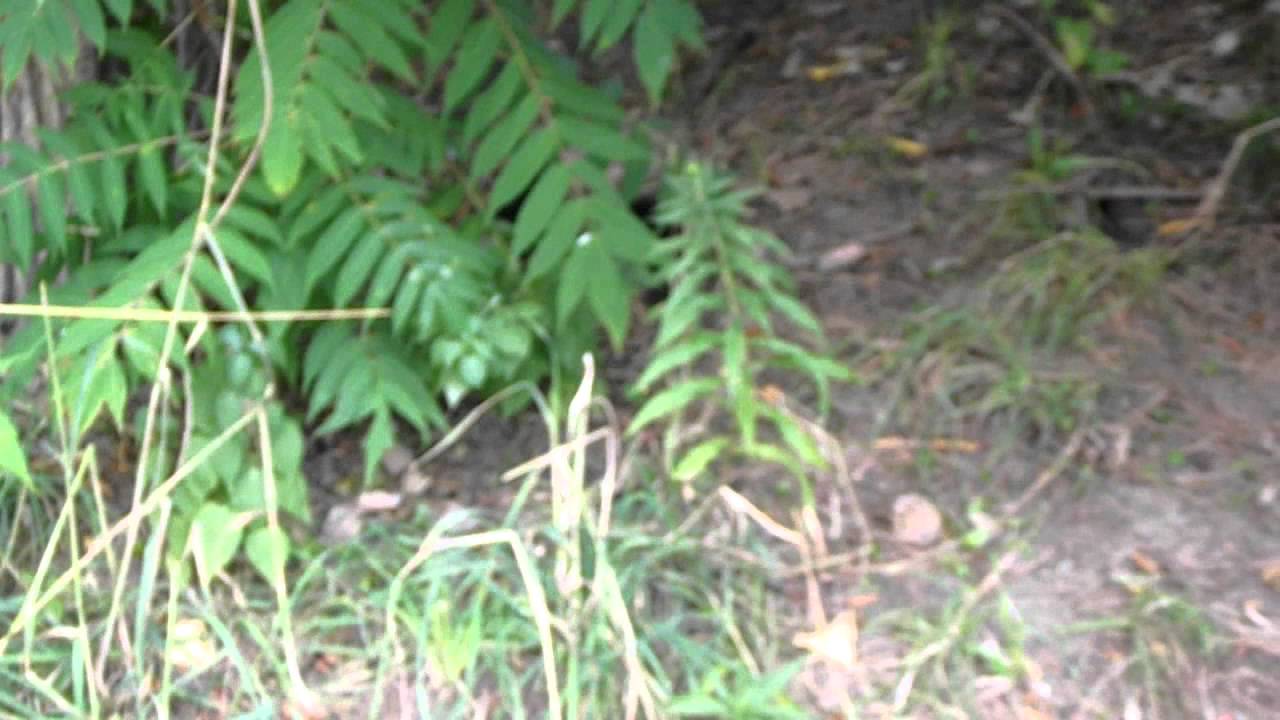 LA ARDILLA MÁS FEA DE CANADÁ - YouTube