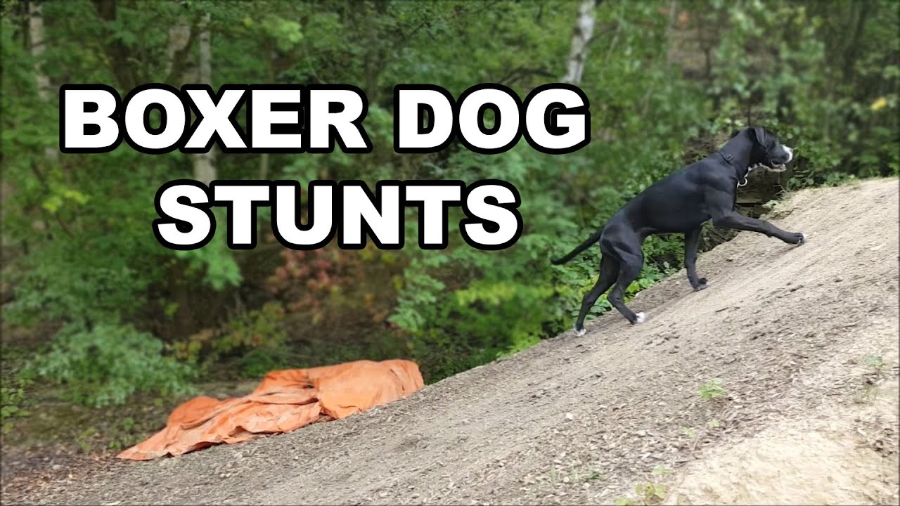 Six Months Boxer / Boxador Puppy Climbing On BMX Hills! - YouTube