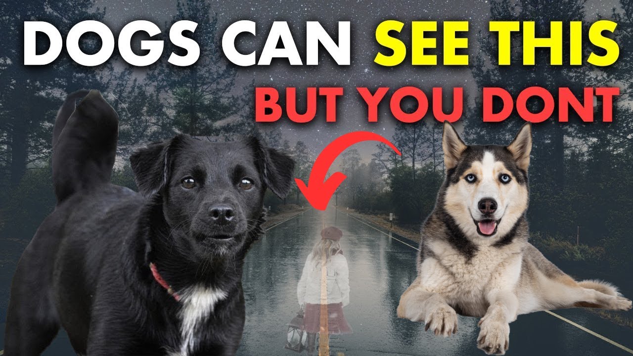 Unlocking the Sixth Sense: 20 Things Your Dog Can See & Feel But YOU ...