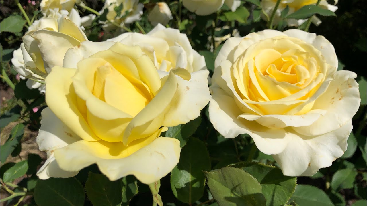 Elina Hybrid Tea Rose - YouTube