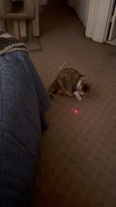 Did my cat catch the red dot? - YouTube
