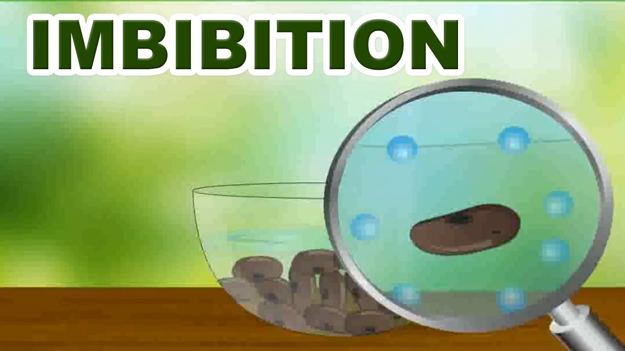 Imbibition | 11th Std | Biology | Science | CBSE Board | Home Revise ...