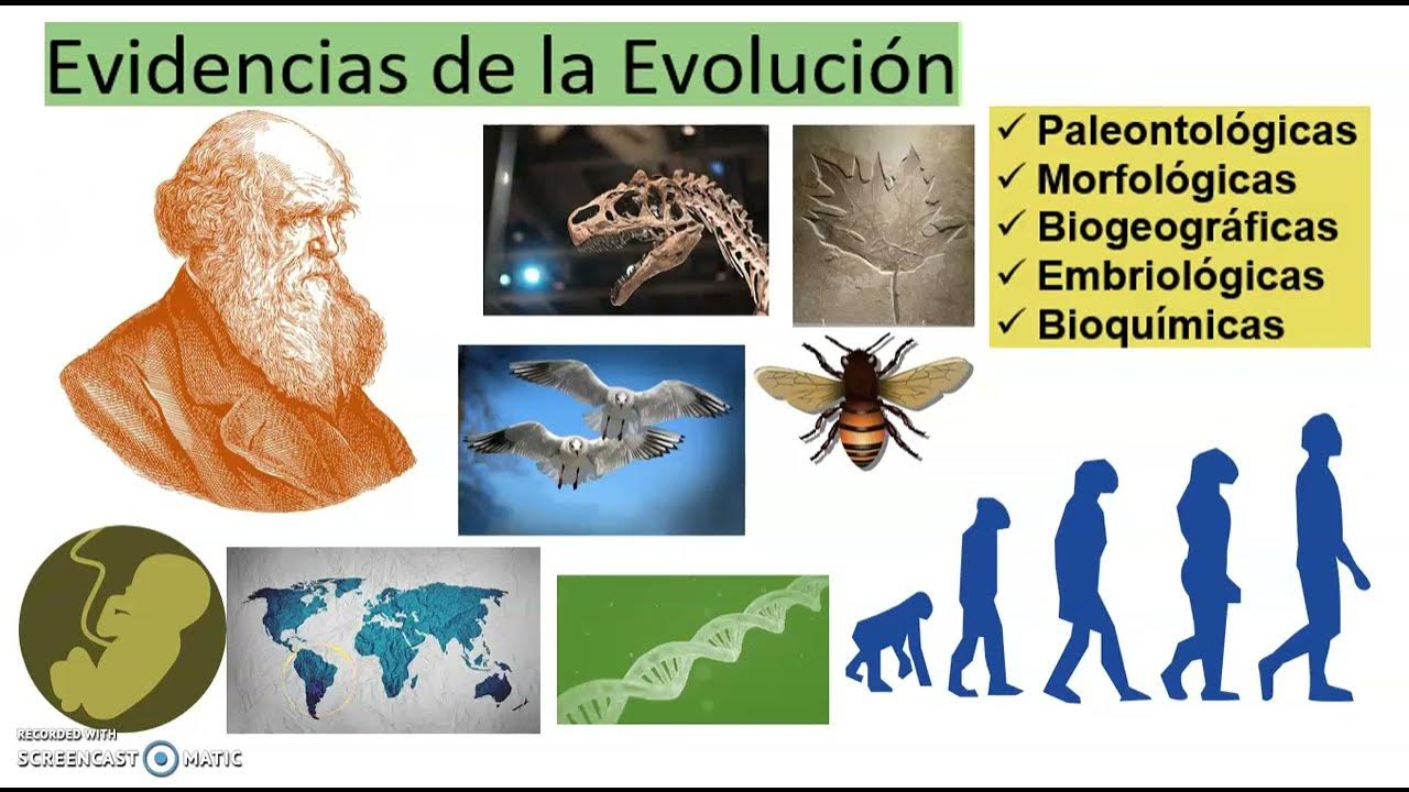 CUÁLES SON LAS EVIDENCIAS DE LA EVOLUCIÓN - YouTube