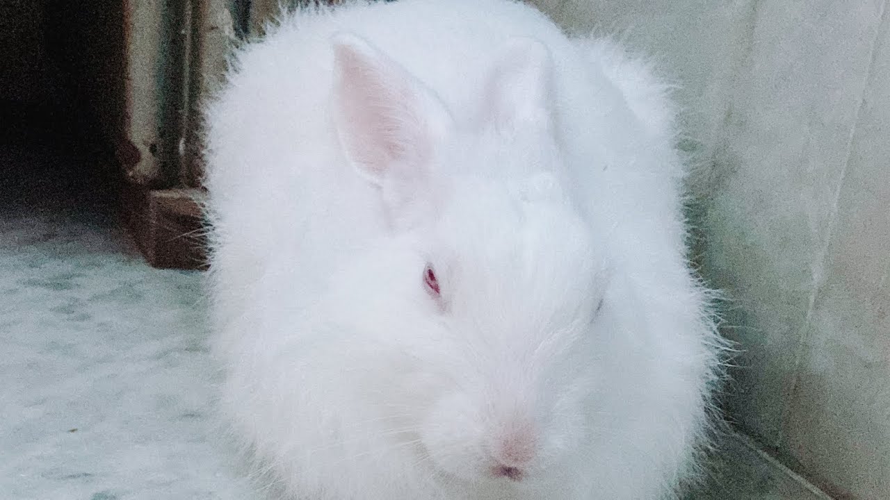 How to bath your Bunny very carefully 🐇 - YouTube